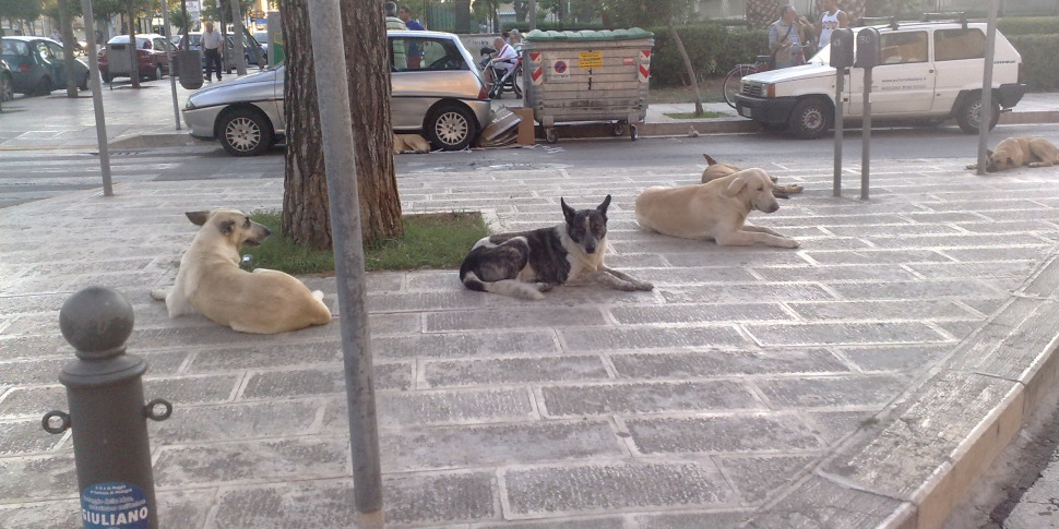 Noto, assediati da un branco di cani randagi - Giornale di Sicilia