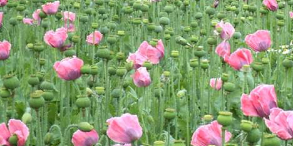 Fiori sul palco dell'Ariston: per gli artisti 100 bouquet a chilometro ...