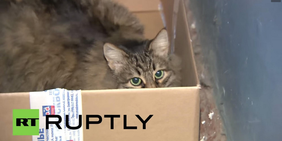 Russia, una gatta randagia scalda e salva un bimbo abbandonato ...