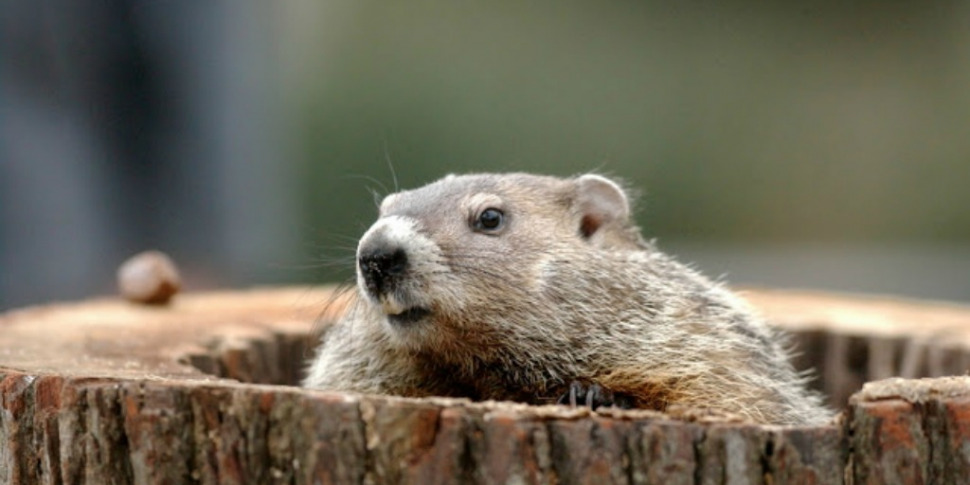 Ancora sei settimane d'inverno: il "verdetto" della marmotta Phil ...