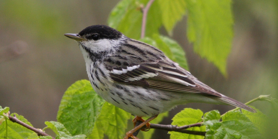 Vola per duemila chilometri senza fermarsi: l'impresa di un uccellino ...