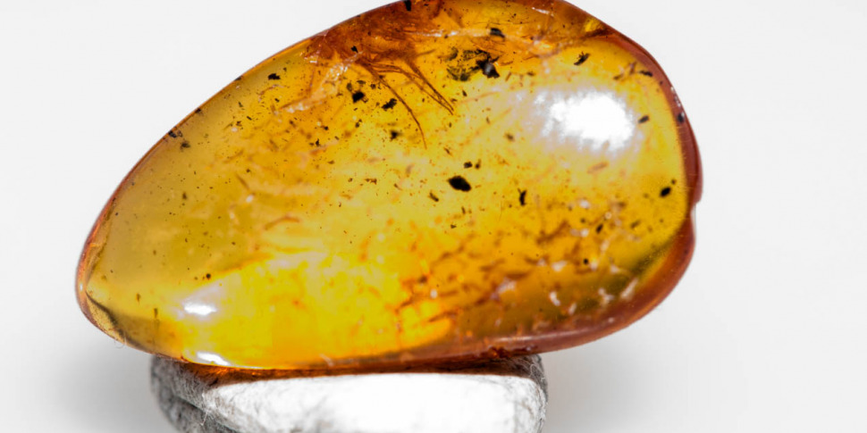 Testa triangolare come ET, nell'ambra un insetto vissuto 100 milioni di ...