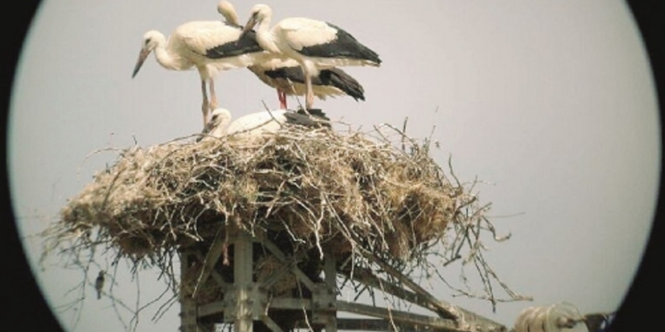 Sambuca, il lago Arancio diventa la casa delle cicogne bianche ...