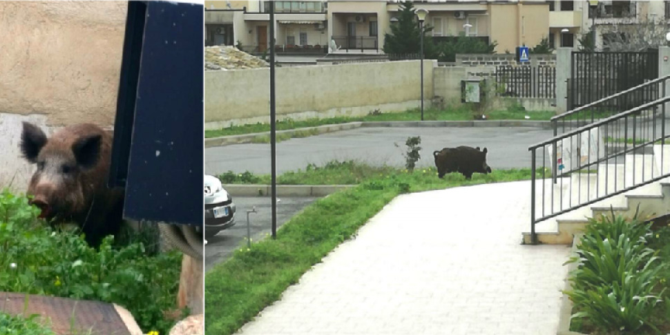 Cinghiale in una scuola a Palermo poi abbattuto dalla Forestale Uno dei custodi ferito ad una ...