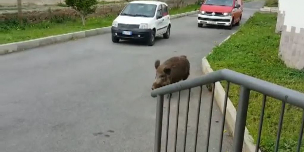 Ecco il cinghiale che ha seminato il panico in una scuola di Palermo - Video - Giornale di Sicilia