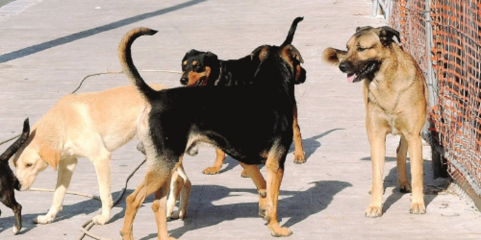 Allarme randagismo ad Agira, donna aggredita da un branco: scatta una ...