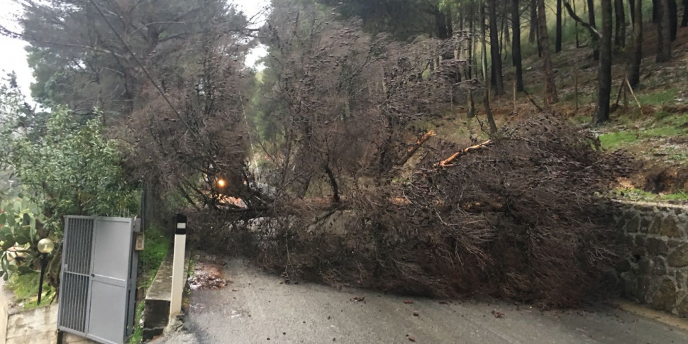 Albero caduto sulla strada per San Martino delle Scale: protestano i ... Albero caduto sulla strada per San Martino delle Scale: protestano i ...