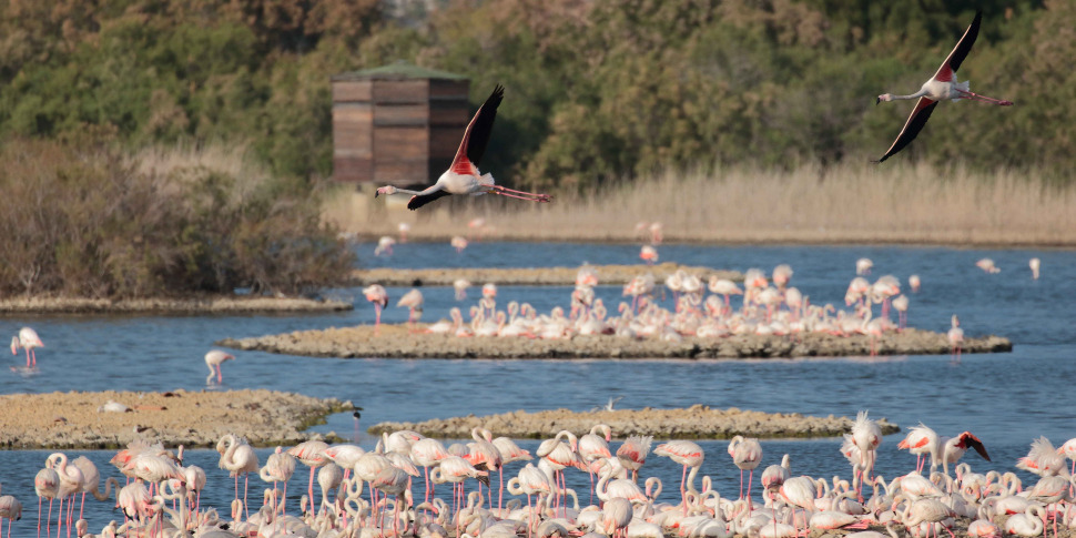 La Riserva naturale Saline di Priolo compie 20 anni - Giornale di Sicilia