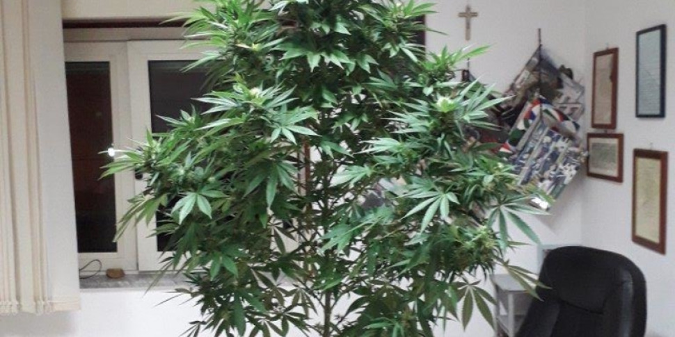 Coltivava una pianta di marijuana sul balcone, operaio arrestato a San ...