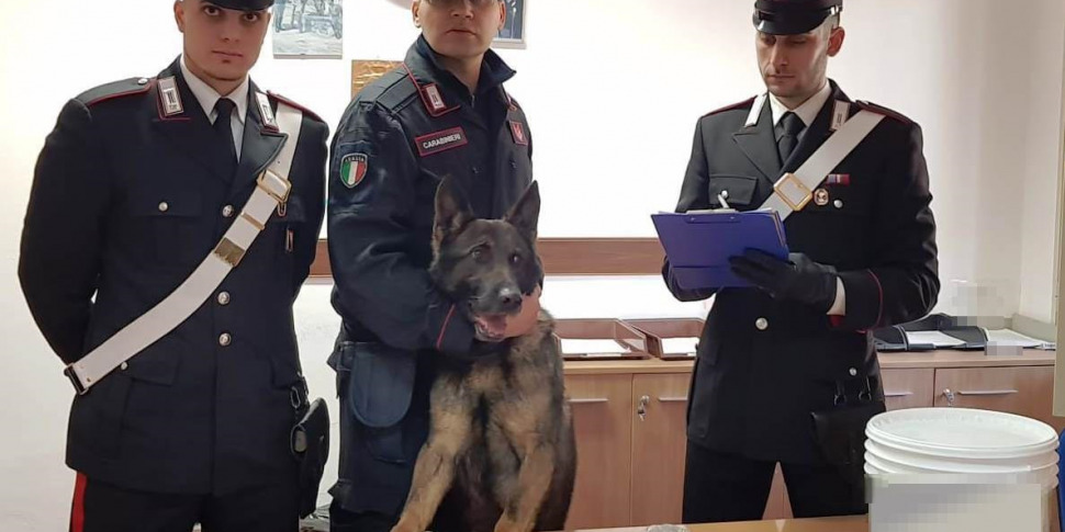 Palermo, il cane Ron scova in un armadio marijuana: ai domiciliari un ...