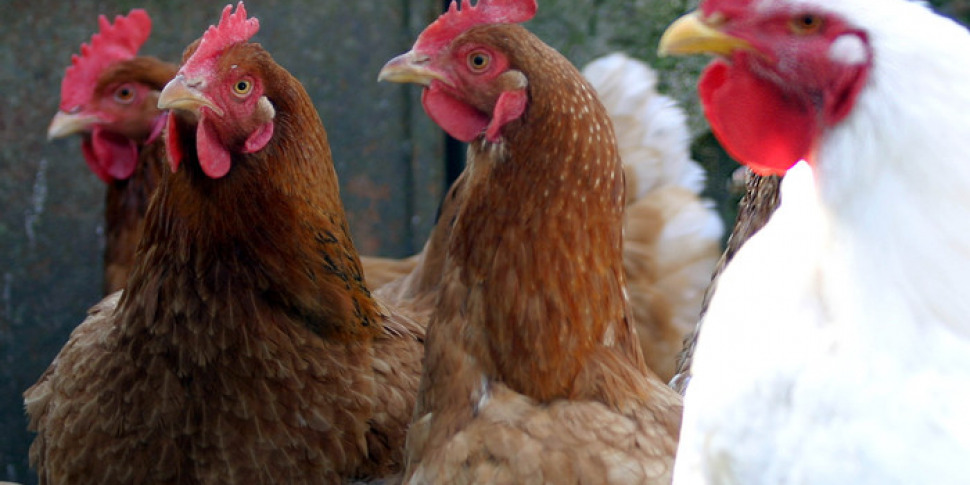 Aviaria: sale circolazione, nessun focolaio negli allevamenti italiani ...