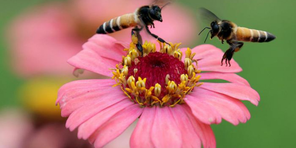 Sos api, ingannate dalla finta primavera - Giornale di Sicilia