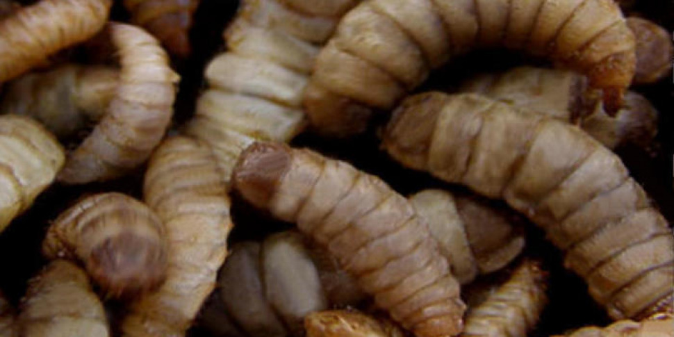 Ok Ue a primo insetto come alimento, è tarma della farina - Giornale di ...