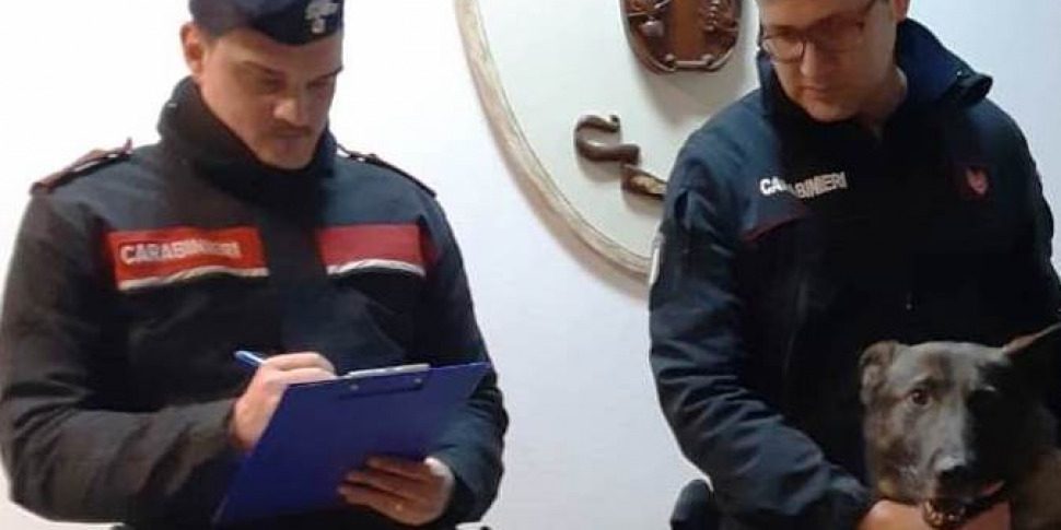 Palermo, il cane Ron trova della droga in casa: un arresto - Giornale ...