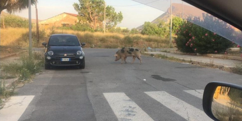Palermo, cinghiale o grosso maiale? Automobilista lo fotografa per strada allo Zen - Giornale di ...