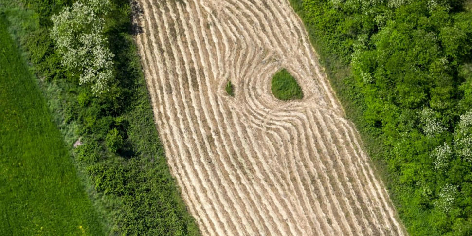 Confagricoltura “Impegno comune con Convase per sementi di qualità ...