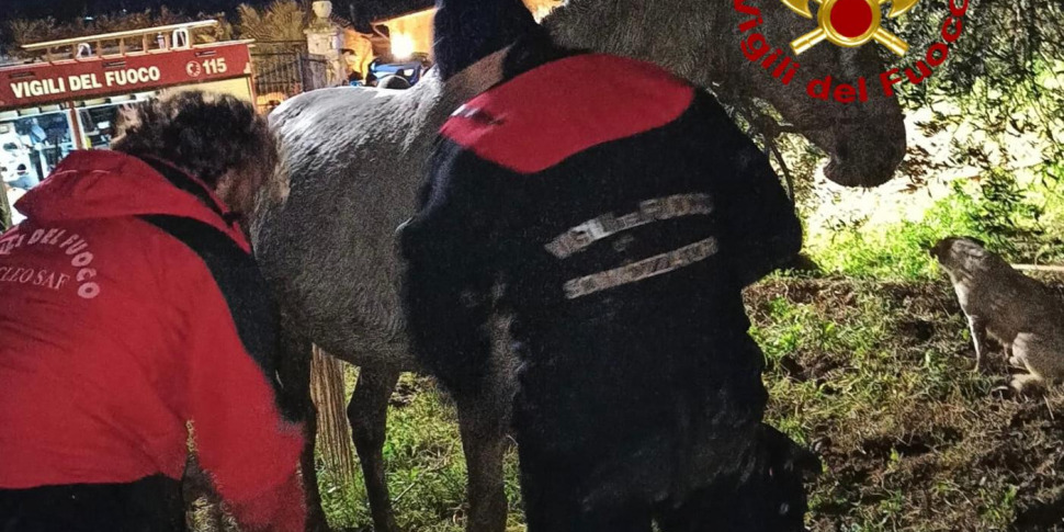 Cavallo cade dentro un pozzo a Trabia e rischia di annegare, salvato ...