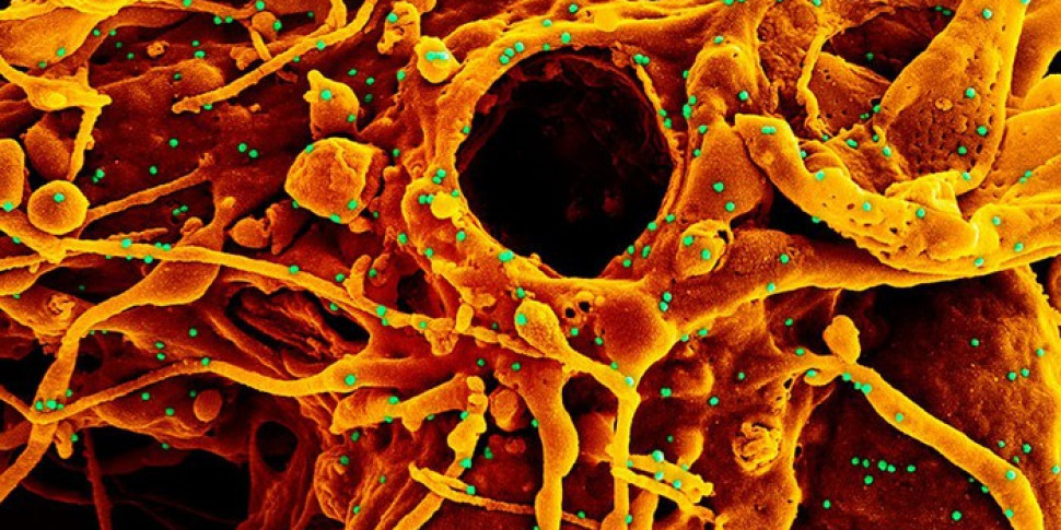 Omicron, scoperto un nuovo sintomo: ci sono anche le eruzioni cutanee ... Omicron, scoperto un nuovo sintomo: ci sono anche le eruzioni cutanee ...