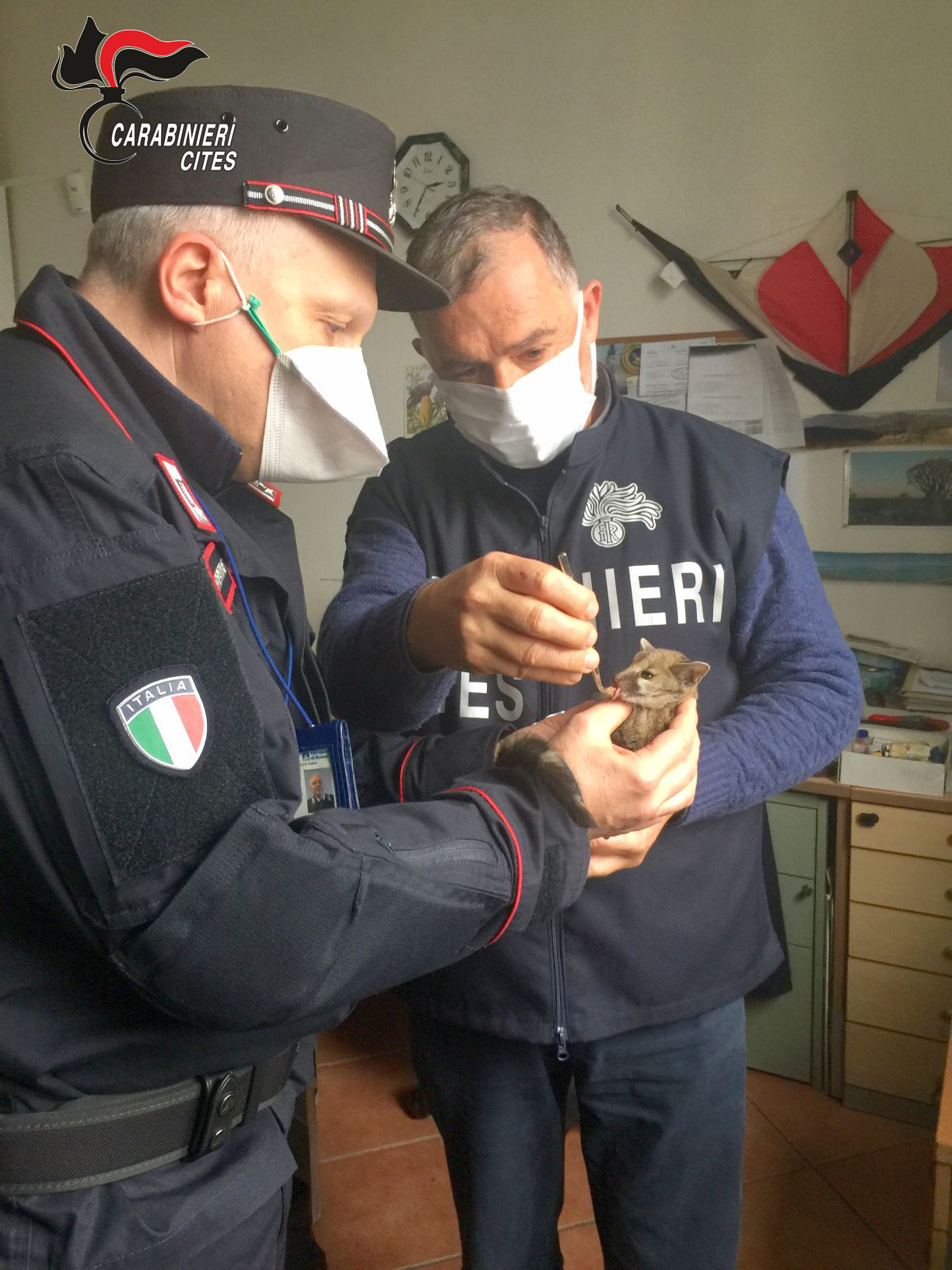 Un cucciolo in aeroporto: recuperato esemplare di "genetta pardina" a ...