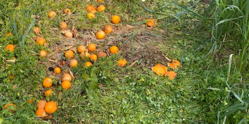 Agrumeti siciliani danneggiati da virus e batteri, bando da 5 milioni ...