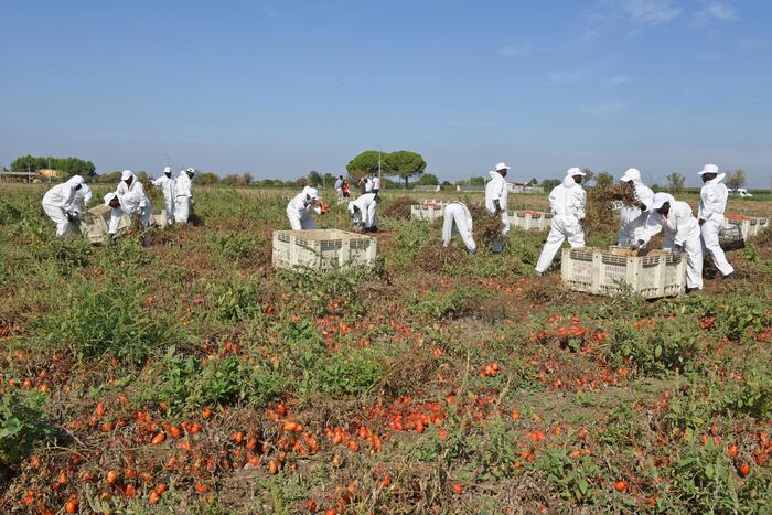 Agricoltura: Crea, poca formazione sulla rotazione colturale - Giornale ...