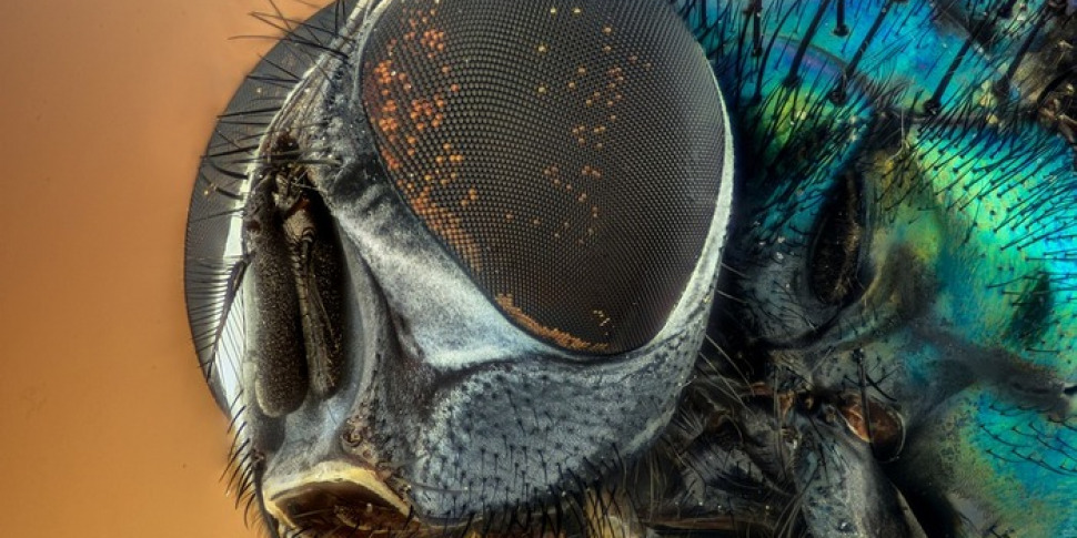 New insects-inspired anti-collision sensors for safer cars - Giornale ...