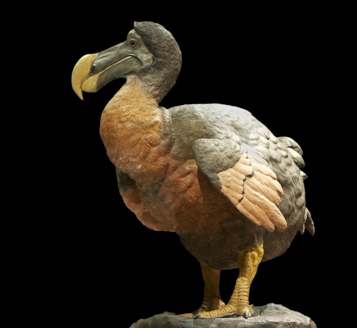 Progetto per riportare in vita il Dodo, estinto dal 1600 - Giornale di ...