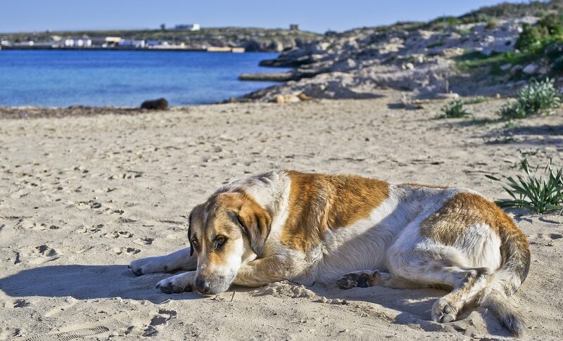 I cani randagi invadono Lampedusa, veterinari dell’Asp in campo per ...