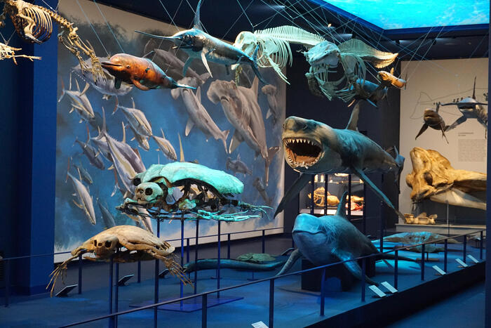 "La Natura e l'Uomo", il nuovo Museo a Padova racconta la storia della Terra - Giornale di Sicilia