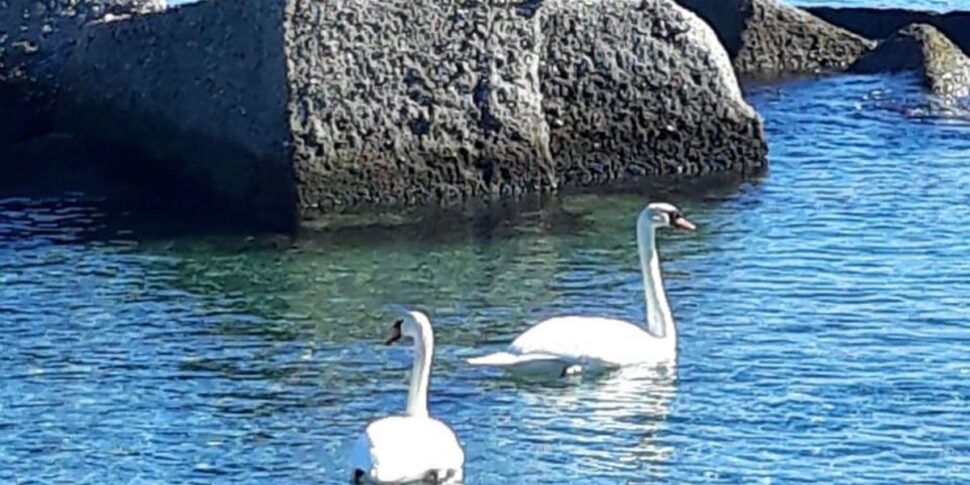 A Milazzo la sorpresa dei cigni in mare di fronte al centro abitato, l ...
