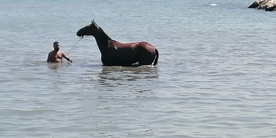 Un cavallo a mare a Sant'Erasmo, la regista Giusi Cataldo: «Solo a ...