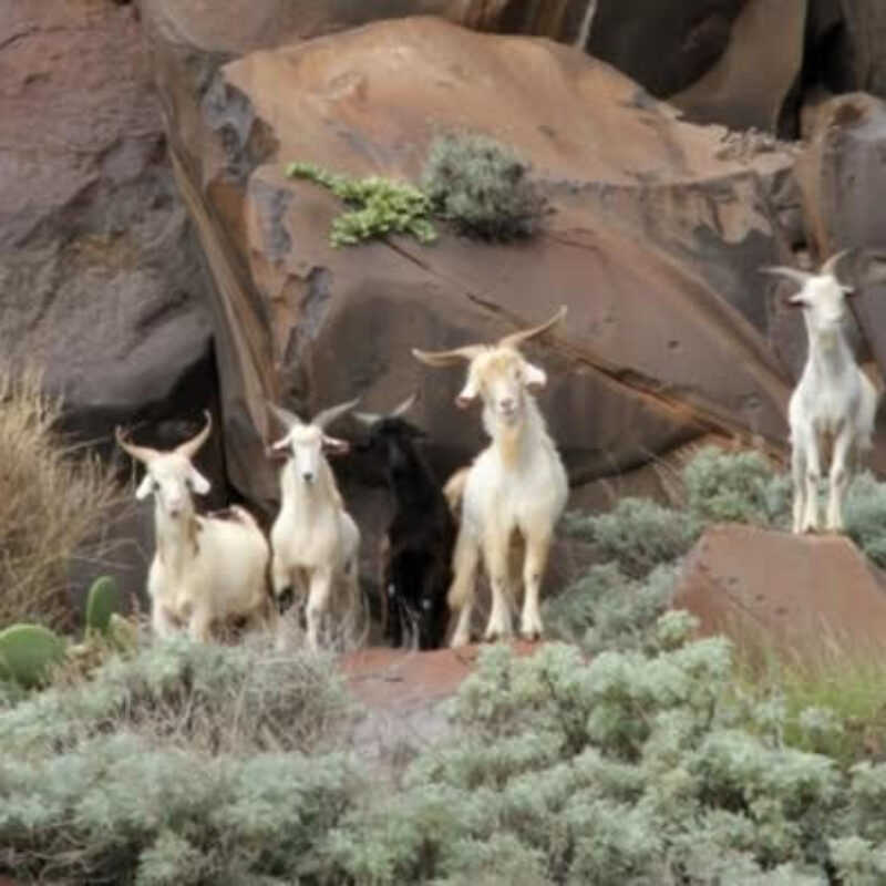 Capre a Ginostra, dai residenti parte anche l'appello al presidente ...
