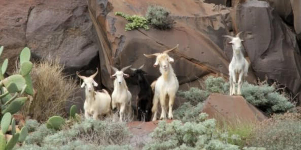Capre a Ginostra, dai residenti parte anche l'appello al presidente ...