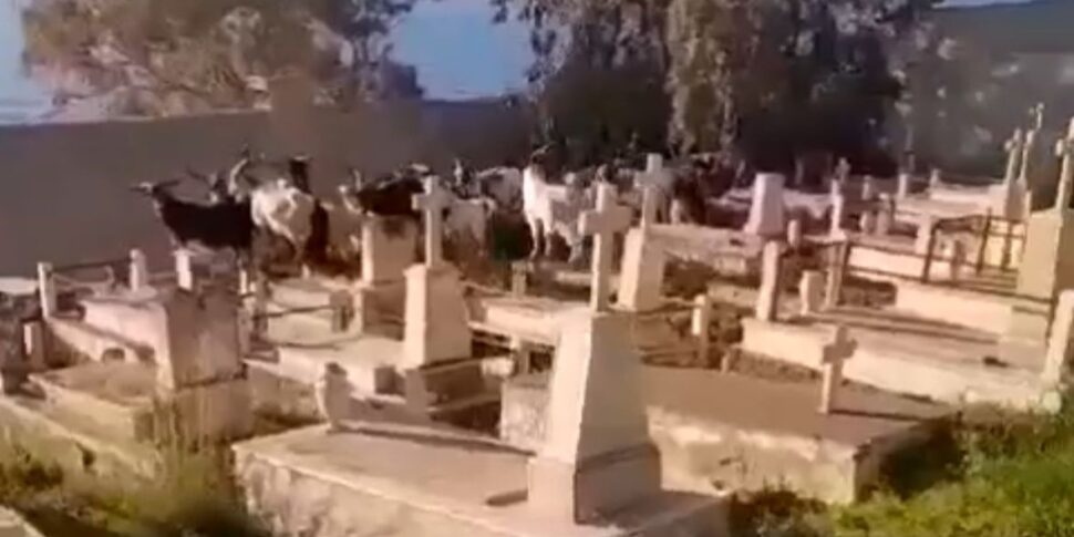 Le capre selvagge feriscono un uomo a Stromboli e invadono il cimitero ...