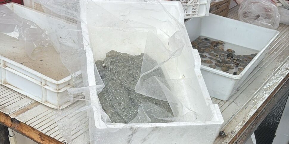 «Neonata» e pesce spada venduti senza autorizzazione: maxi sequestro a ...