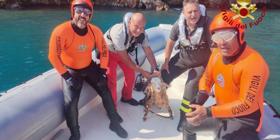 Vulcano, recuperata una capretta in pericolo dai vigili del fuoco ...