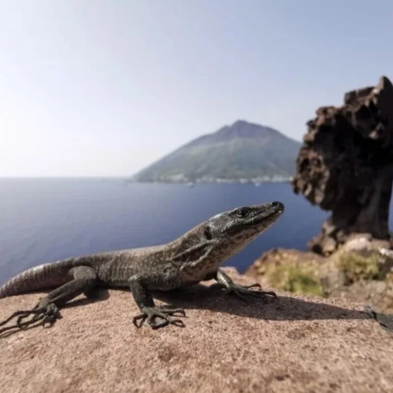 Bunny rabbit robot xxl r34 many symbols of the ABC and