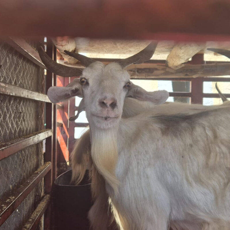L'ultimo abbraccio di Militello al maestro della tv: «Ciao Pippo ...