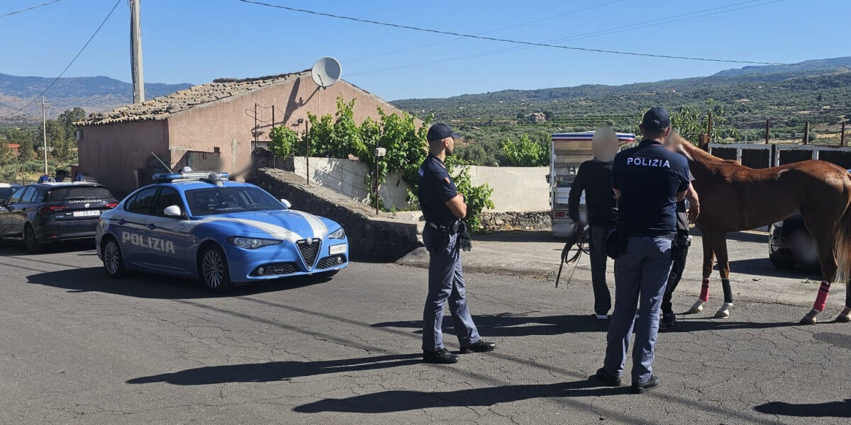 Corse clandestine di cavalli, blitz tra Adrano e Paternò - Giornale di ...