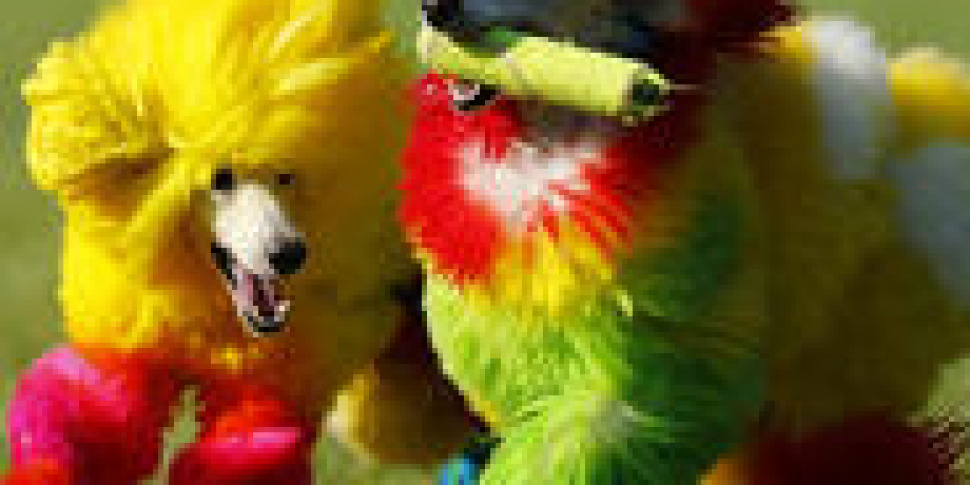 Esplode in California la moda dei cani colorati - Giornale di Sicilia