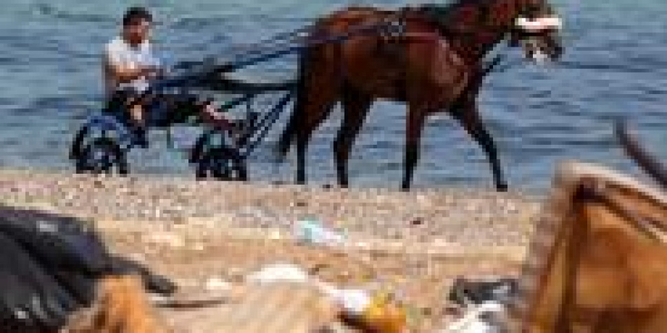 Palermo, cavallo con calesse sul litorale dello Sperone - Giornale di ...