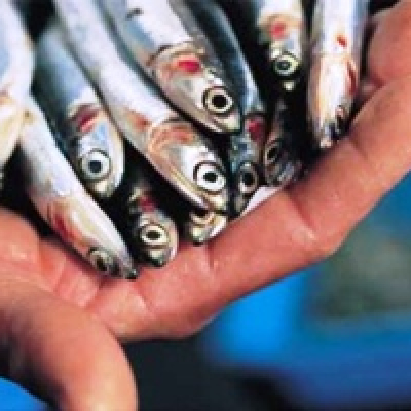 Pesce, rivoluzione di primavera: stop a telline e cannolicchi, boom di ...